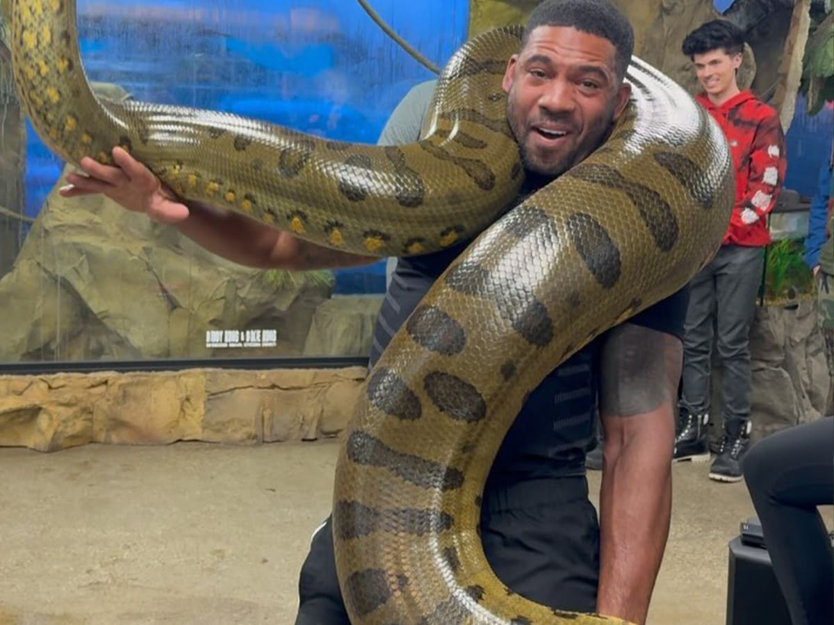 Fattest Snake In The World