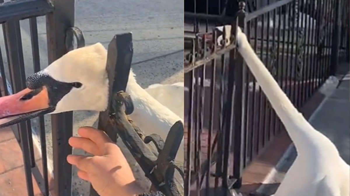 Man Saves Swan Struggling To Get Out Of Fence, Netizens Call Him Kind ...