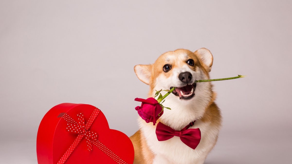 5 Valentine's Day Gift Basket Ideas for Your Pet | Lifestyle News - News18