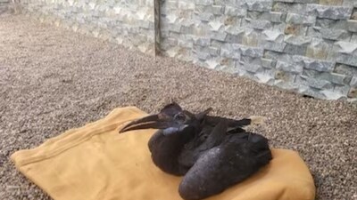 Vantara Success Story: Rescued Hornbill Back in ‘Pecking Order’ after ...