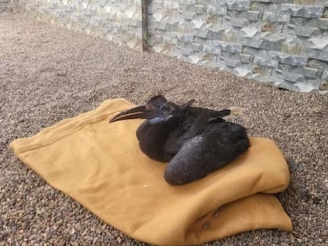 Vantara Success Story: Rescued Hornbill Back in ‘Pecking Order’ after ...