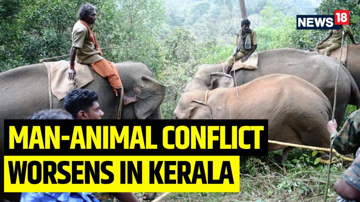 Wild elephant attack leads to third death in three weeks in Keralas ...