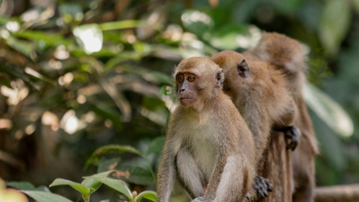 City of The Apes: Plans to Build Mini-City for 30,000 Monkeys in Town ...