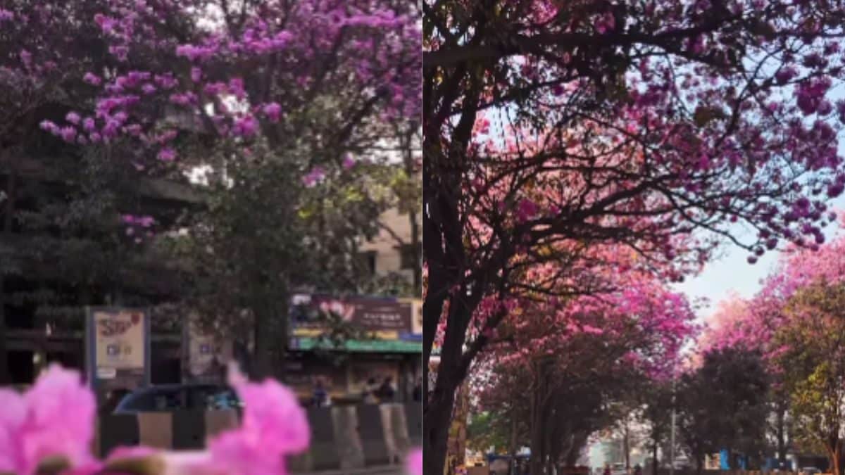Bengaluru's Pink Season is Back as Trumpet Trees Burst into Blossom ...