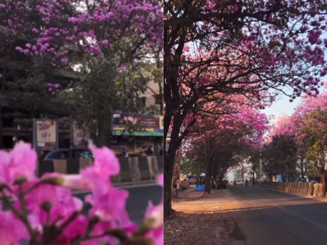 Bengaluru's Pink Season is Back as Trumpet Trees Burst into Blossom ...