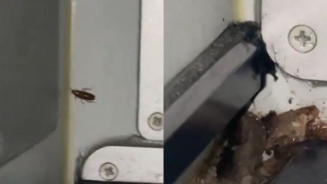 IndiGo Passenger Finds Cockroaches Inside Food Section, Viral Video Gets Airline's Response ...