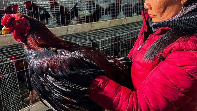 Cuba Charges 30 for Stealing 133 Tonnes of Chicken After Massive Heist ...