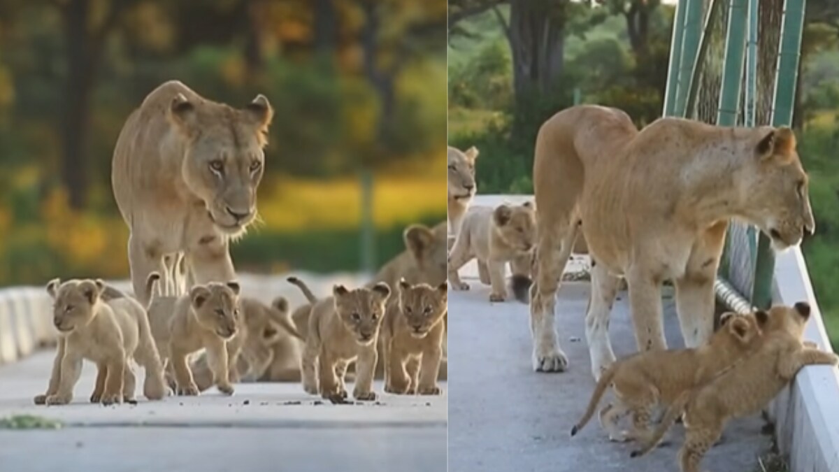 This Video of Lioness Guiding Her Cubs Across Bridge Is Cuteness Overload | Viral News - News18