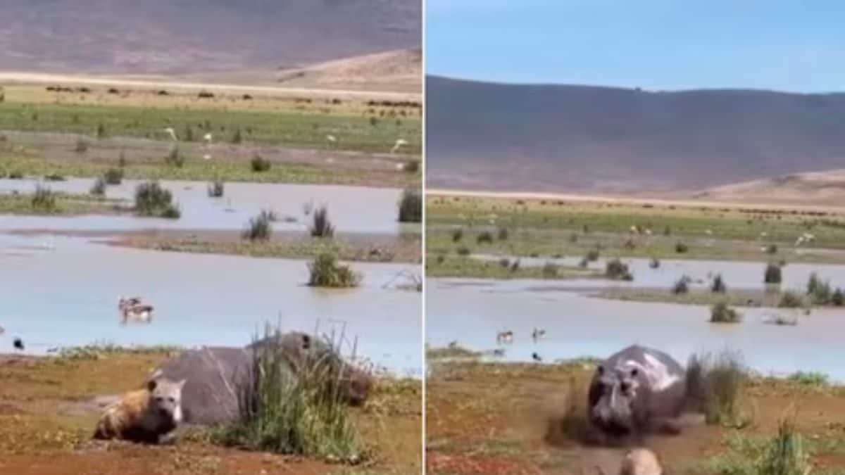 Viral Video Captures Hippo Charging At Hyena In A Frightening Encounter ...