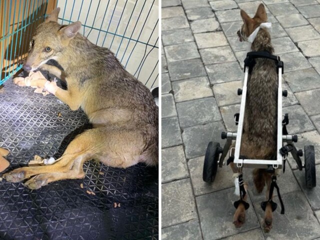 A Success Story from Anant Ambani’s Vantara: Injured Wild Jackal ...