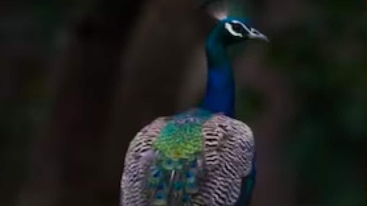 This Beautiful Bird Can Stand Up To 4 Feet And Is More Aggressive Than ...