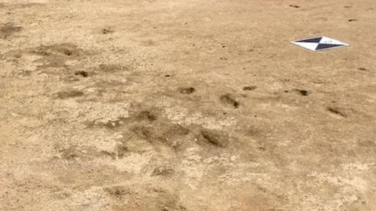 90 000 Year Old Human Footprints Discovered At Morocco Beach News18