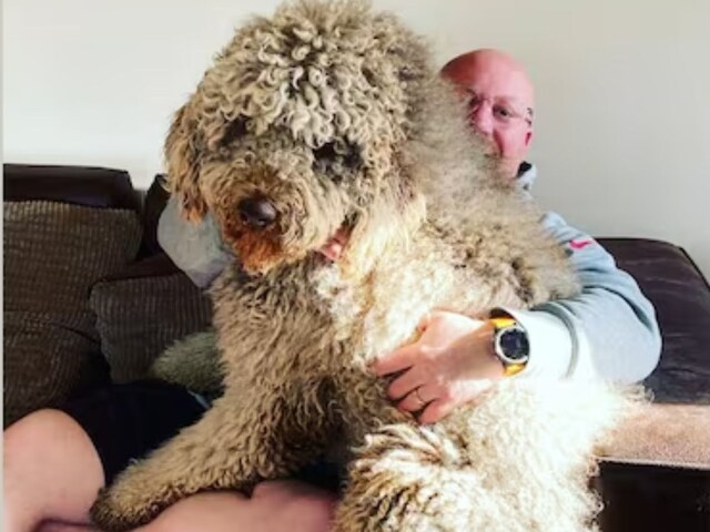 This 6-foot-tall Bulldog Weighs Only 45 Kg And Has 'Puppy-like Mindset ...