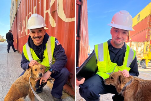 Dog, Trapped In A Shipping Container For 8 Days With No Food, Rescued ...