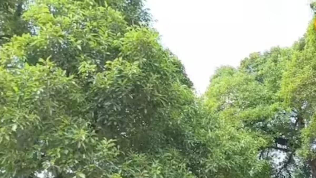 In Bihar's Darbhanga, This Century-old Tree Without Roots Originated ...