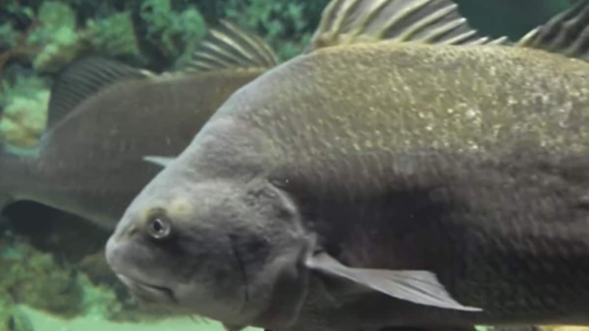 Florida Residents Worried Over Mysterious ‘Bass Tones’; Experts Believe ...