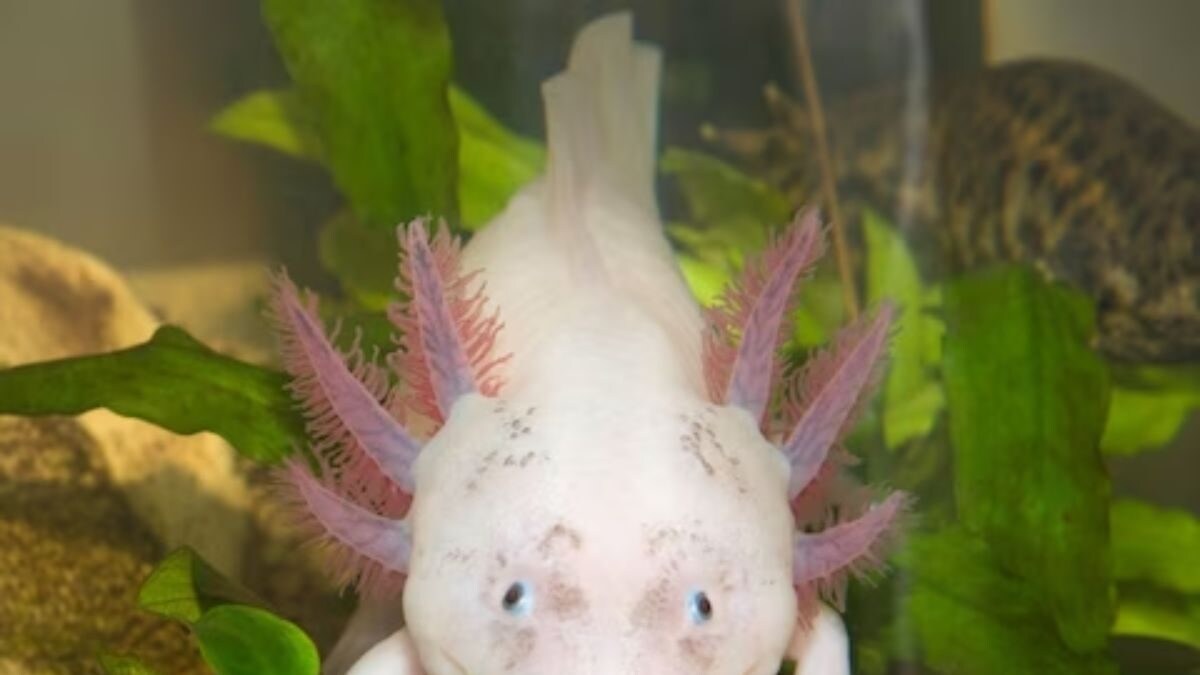 Mexican Axolotl's Genomic Secret: Can Its DNA Revolutionise Human ...