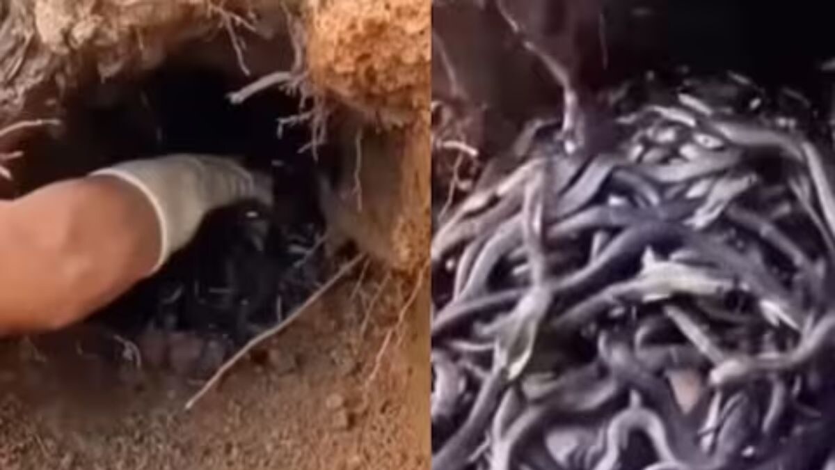 Colorado Woman Discovers House Infested With Snakes, Enlists Wrangler ...