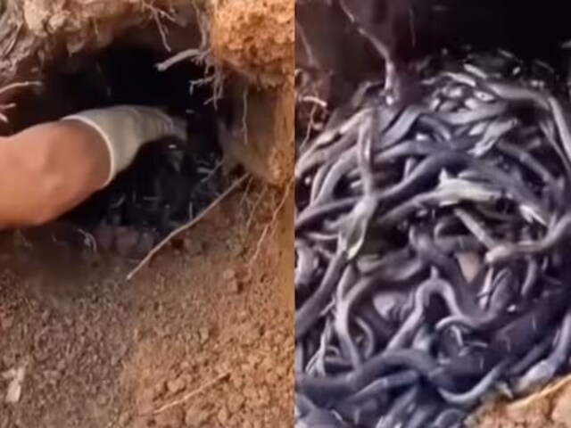 Colorado Woman Discovers House Infested With Snakes, Enlists Wrangler ...