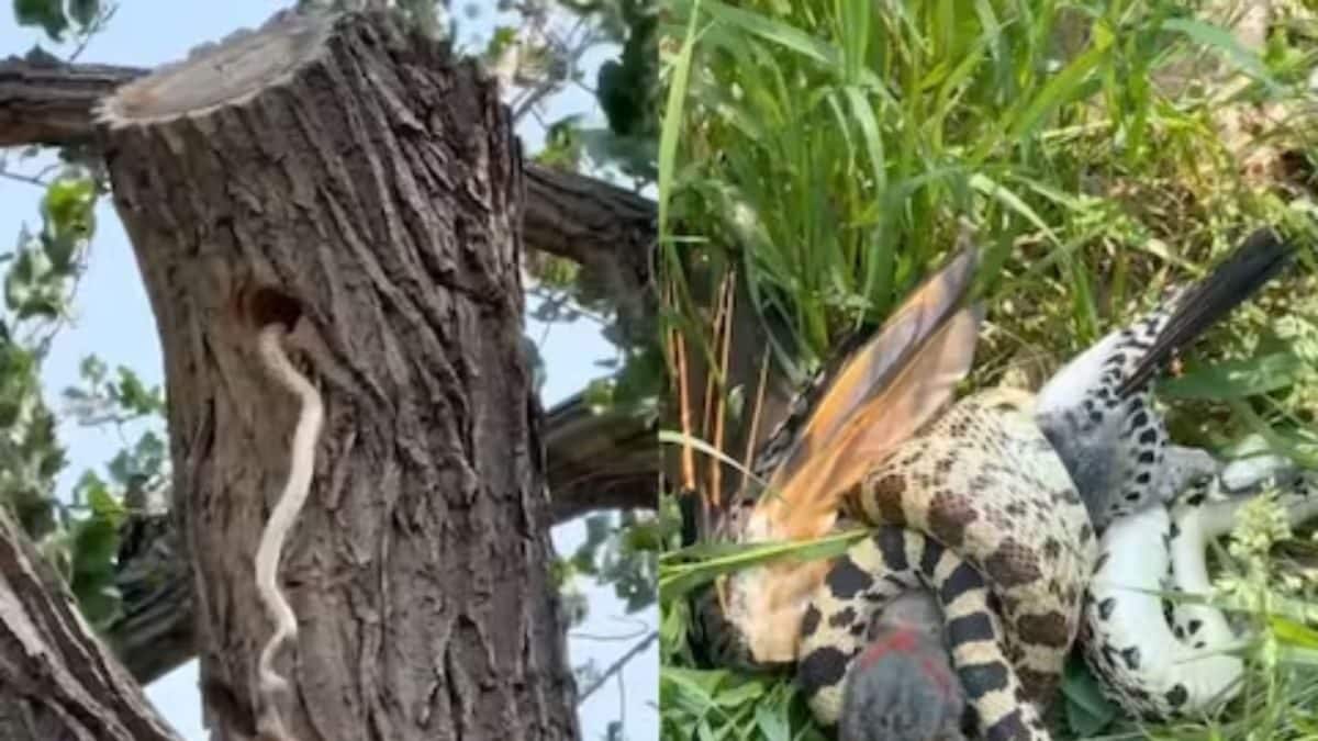 Watch: Bird Fights Snake To Protect Her Offspring And ... | Viral News ...