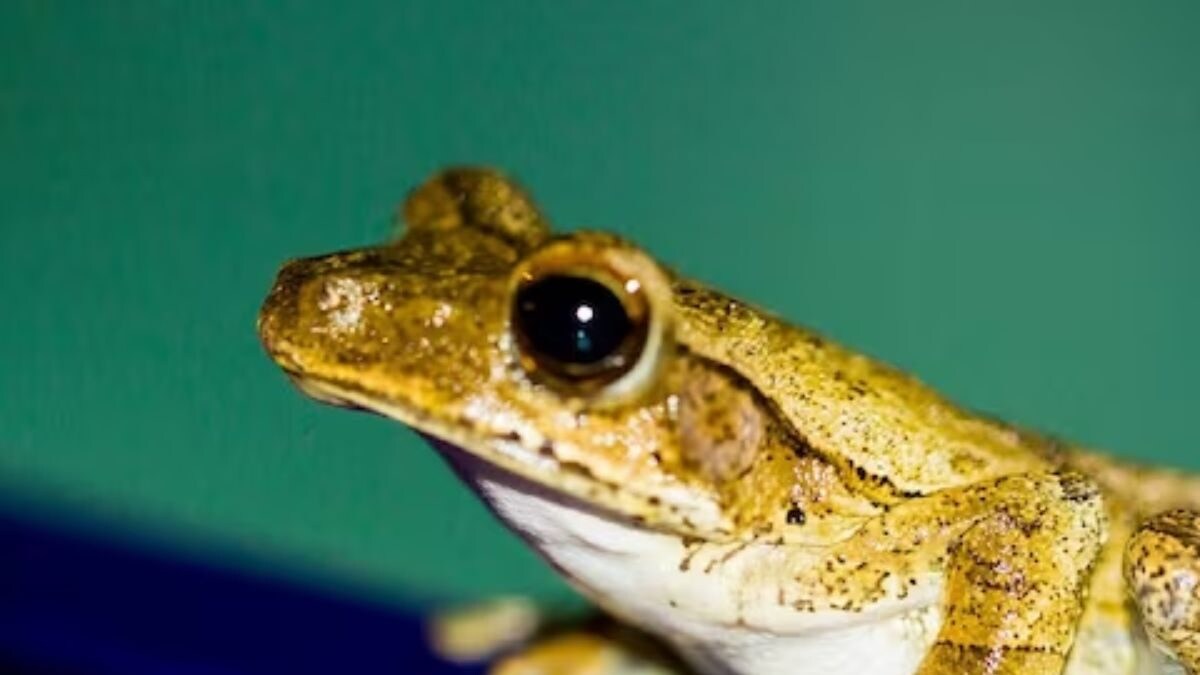 In Western Ghats, Researchers Find Mushroom Growing On A Frog's Back - News18