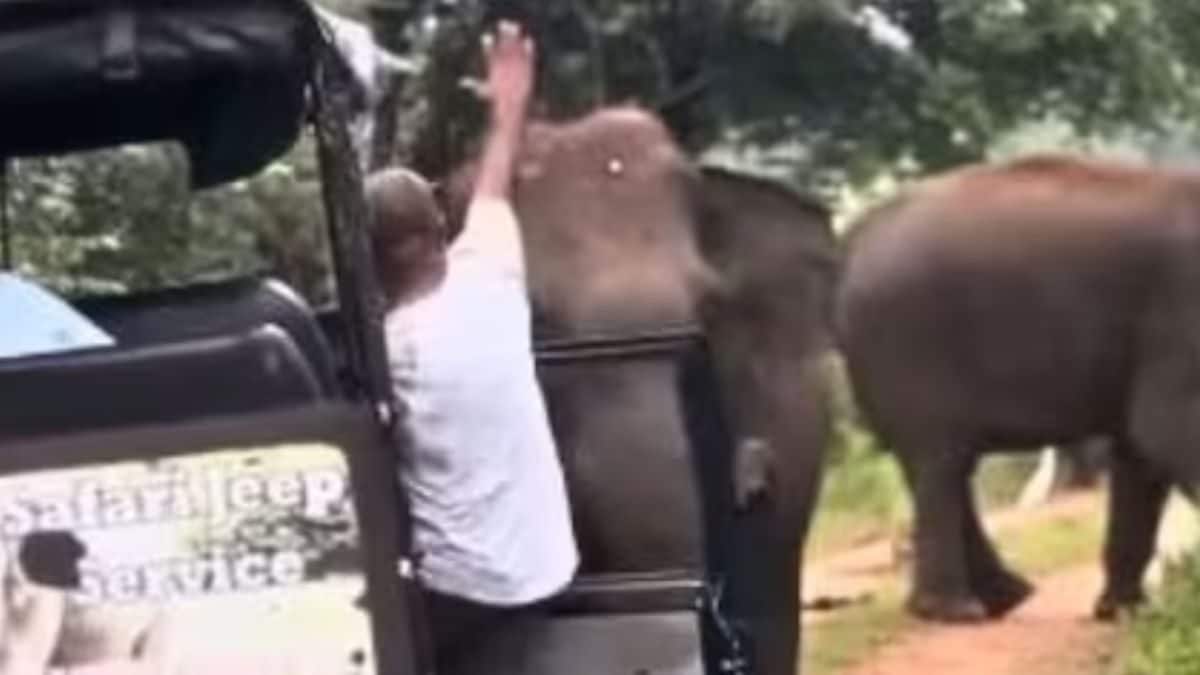 Viral Video: Tourist Guide’s Calm Reaction Before A Charging Elephant ...