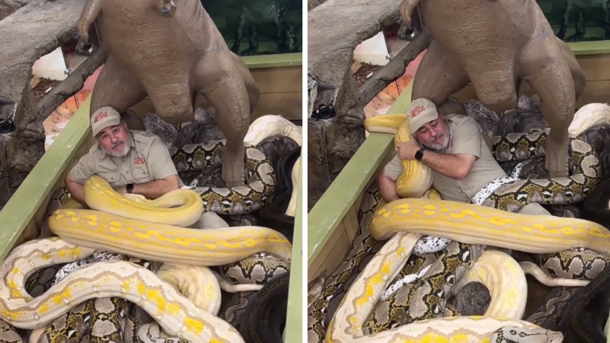 Video Of Man Sitting Calmly In The Middle Of Sea Of Snakes Is Trending ...