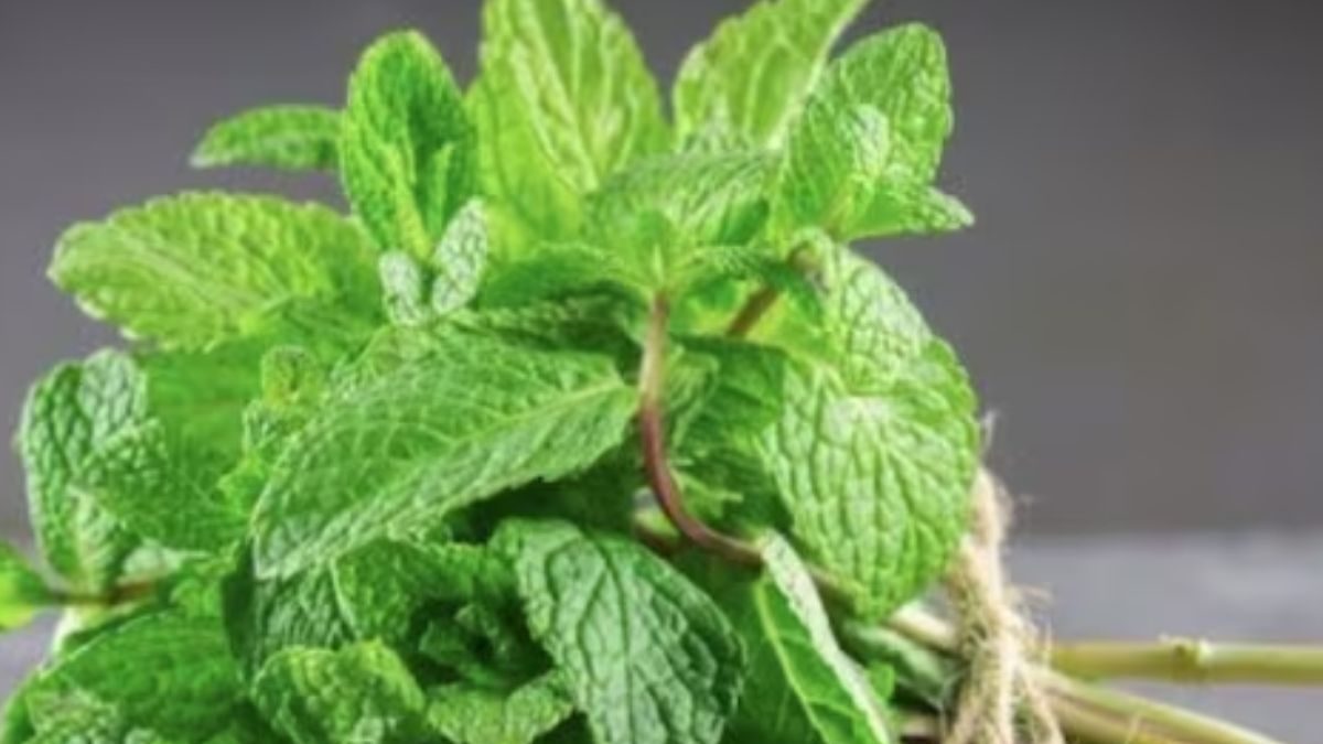 Love Mint? What Are Its Advantages, Side Effects And Who Should Have It ...