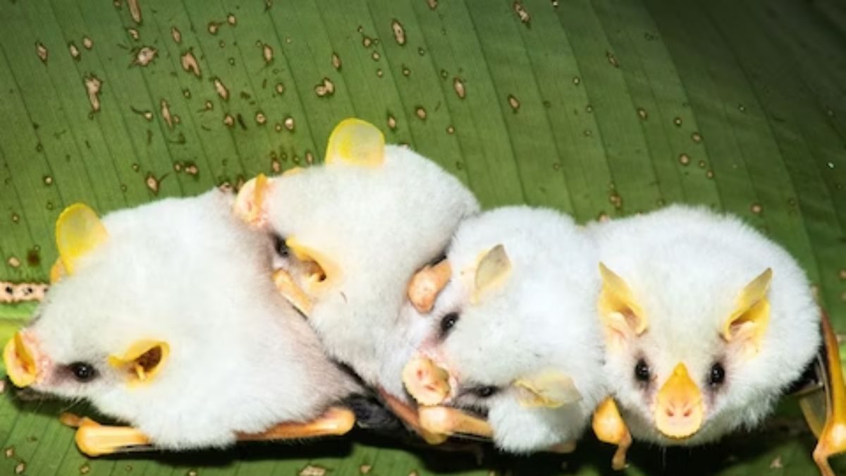 What Are Cotton Ball Bats And Why They Are Called So | Viral News - News18