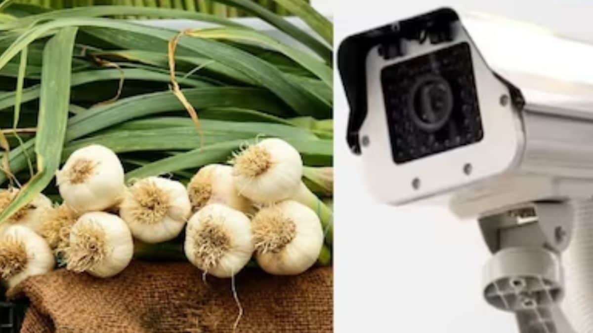 Madhya Pradesh Farmers Deploy Innovative Security Measures Amid Fears ...