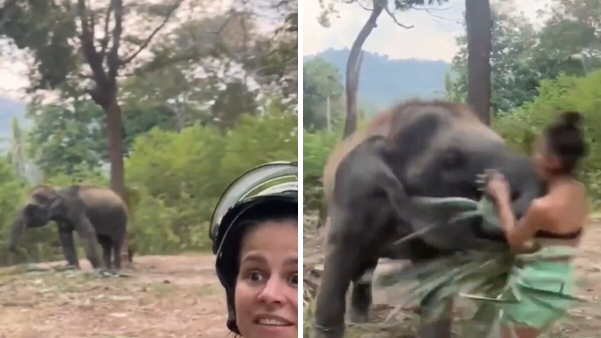 Don't Mess With An Elephant When Its Eating And This Video Shows why ...