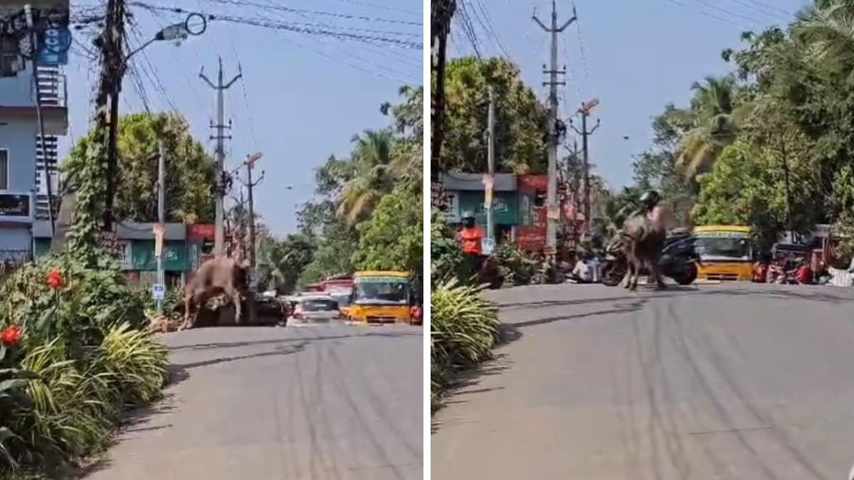 Terrifying Video Shows Man Getting Attacked By Angry Bull In Kerala ...