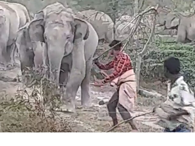 Never Mess With A Hungry Elephant And This Viral Video Tells Us Why ...