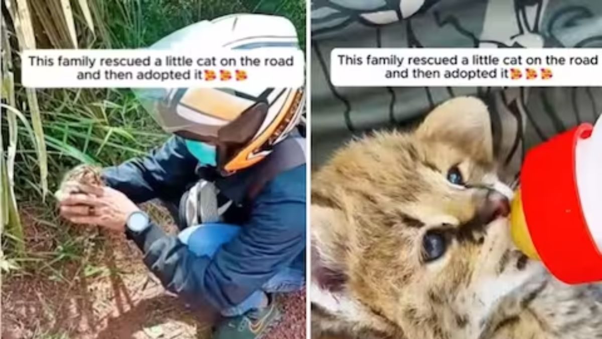 Family Rescues Kitten From Roadside; Here's What Happens Next | Viral ...