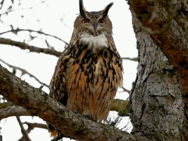 New York City’s Celebrity Owl Flaco Is No More - News18