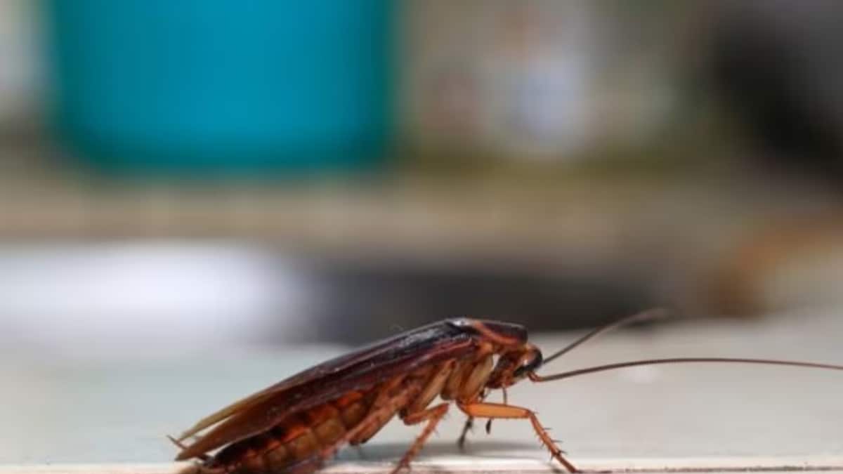 Man Suffers Breathing Issues, Doctors Find Cockroach In His Lungs ...