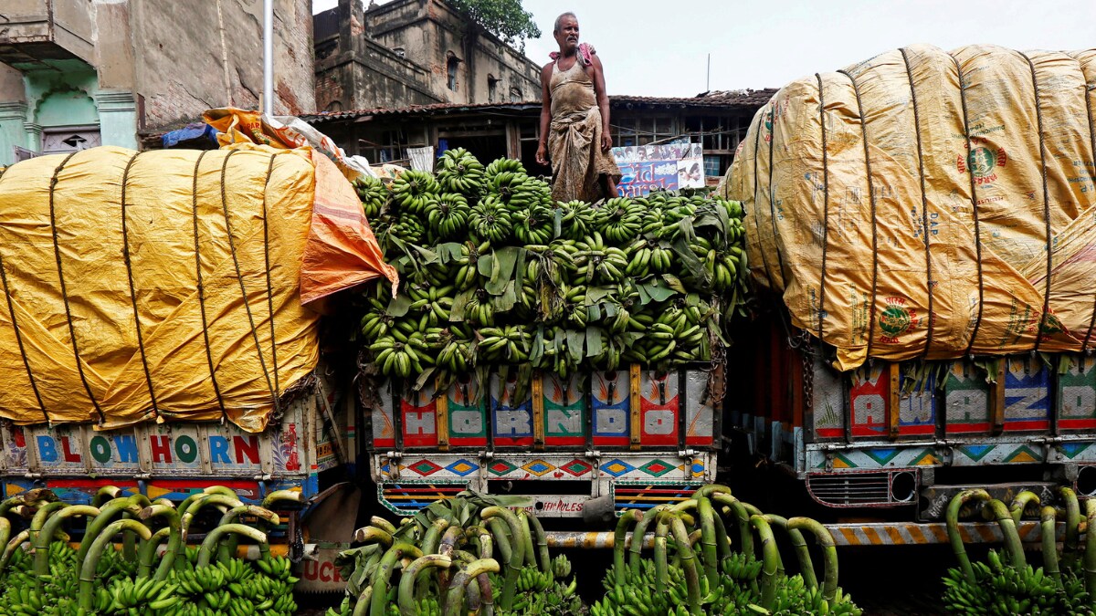 Russia Starts Buying Bananas From India After Military Hardware Spat ...