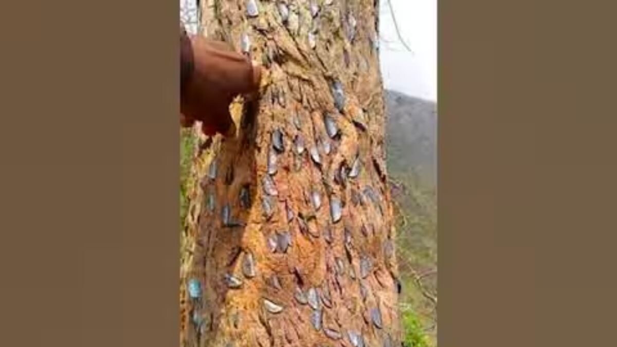 Viral Video Shows Man Digging Out Coins From A Tree - News18