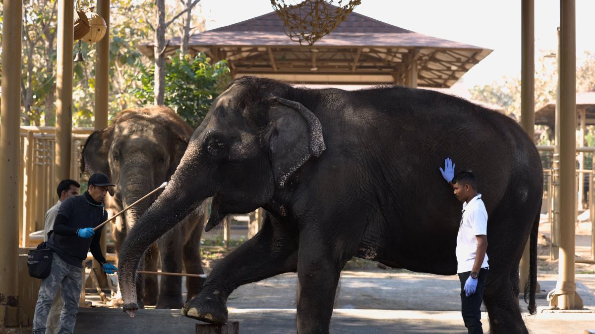 A Look at Anant Ambani’s Vantara in Jamnagar: A Unique Animal Rescue ...
