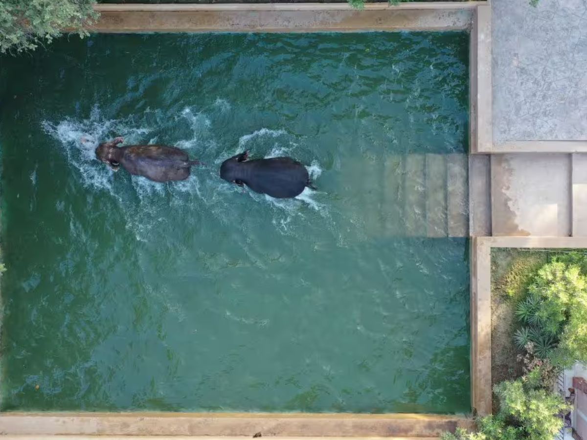 A Look at Anant Ambani’s Vantara in Jamnagar: A Unique Animal Rescue ...