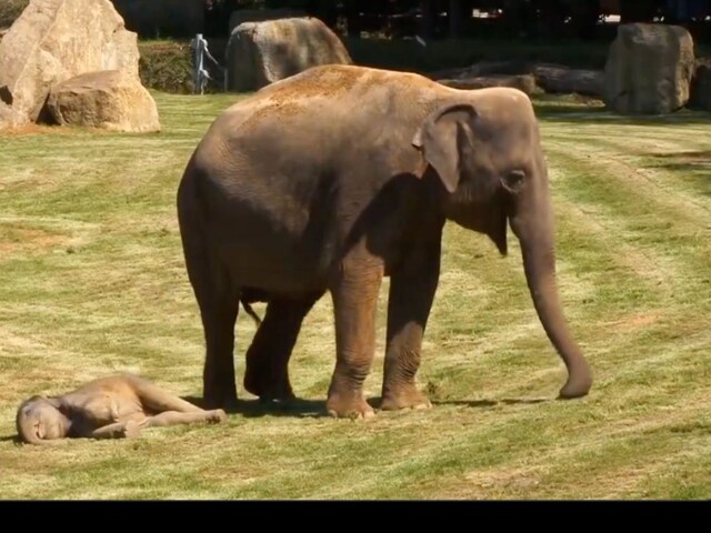 Watch: Mama Elephant Asks Zoo Keepers To Help Wake Calf Is Too Cute To ...