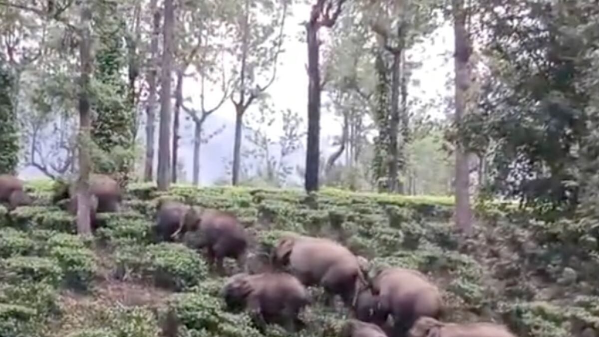 Heartwarming Video Shows Elephant Family’s Annual Migration In The Nilgiris - News18