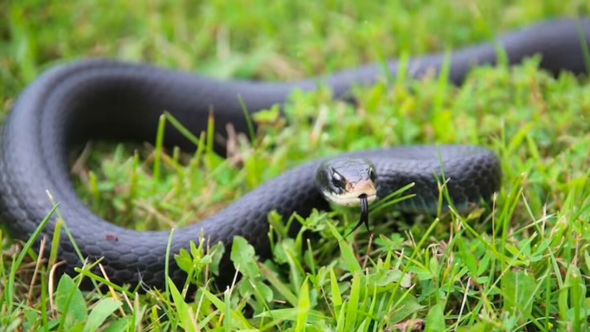 Cottonmouth To King Cobra, 6 Fastest Snakes In The World - News18