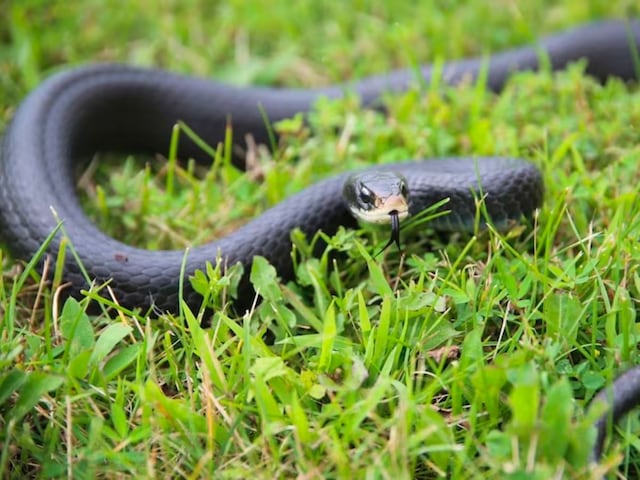 Cottonmouth To King Cobra, 6 Fastest Snakes In The World - News18
