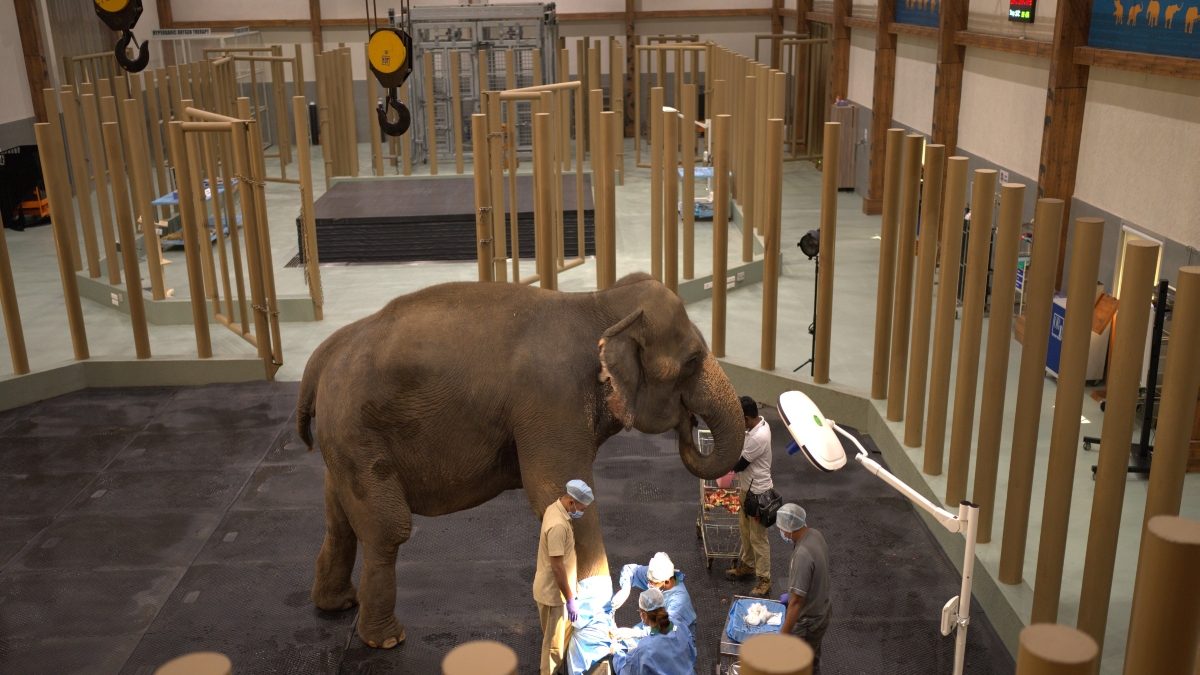 Anant Ambani’s Vantara Brings Animal Spirits and Generational Shift in ...