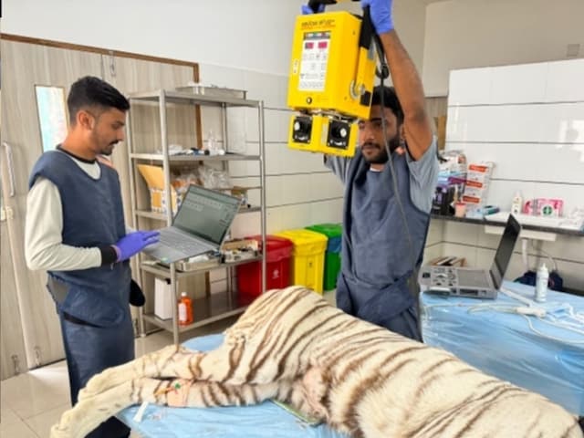 Vantara Success Story: Rescued White Tiger Overcomes Renal Impairment ...