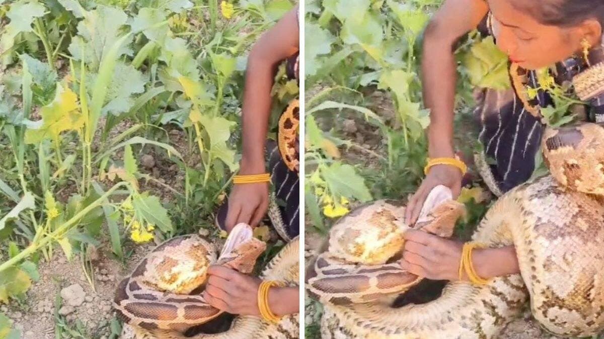 Woman Tames Massive Snake Like A Puppy In Spine-Chilling Video | Viral ...