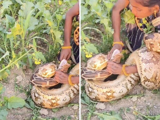 Woman Tames Massive Snake Like A Puppy In Spine-Chilling Video - News18