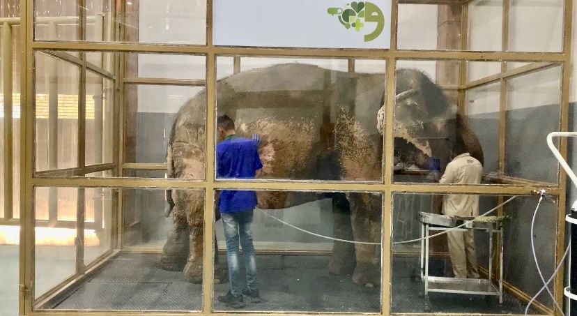 Hot Oil Massage, Jacuzzi & Ragi Ke Laddoo: Vantara’s Rescue Camp ...