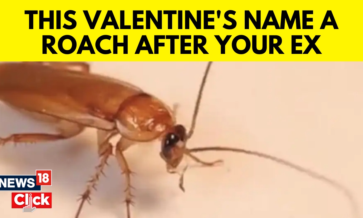 Happy Valentines Day: Now name A Cockroach After Your Ex And Watch It ...